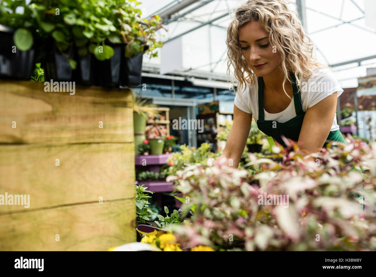 Female florist checking flower Stock Photo - Alamy