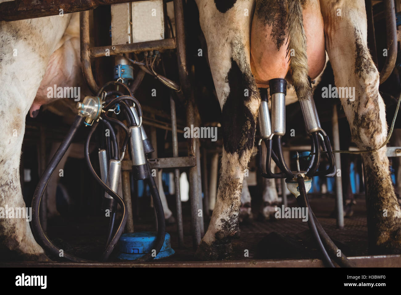 Cows being milked High Resolution Stock Photography and Images - Alamy
