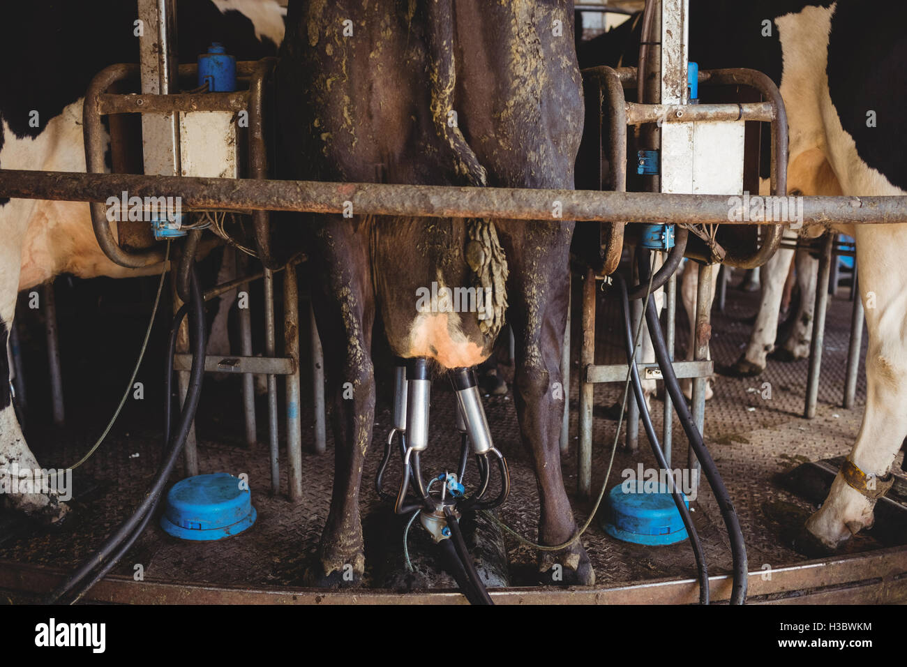 Cow Being Milked High Resolution Stock Photography and Images - Alamy