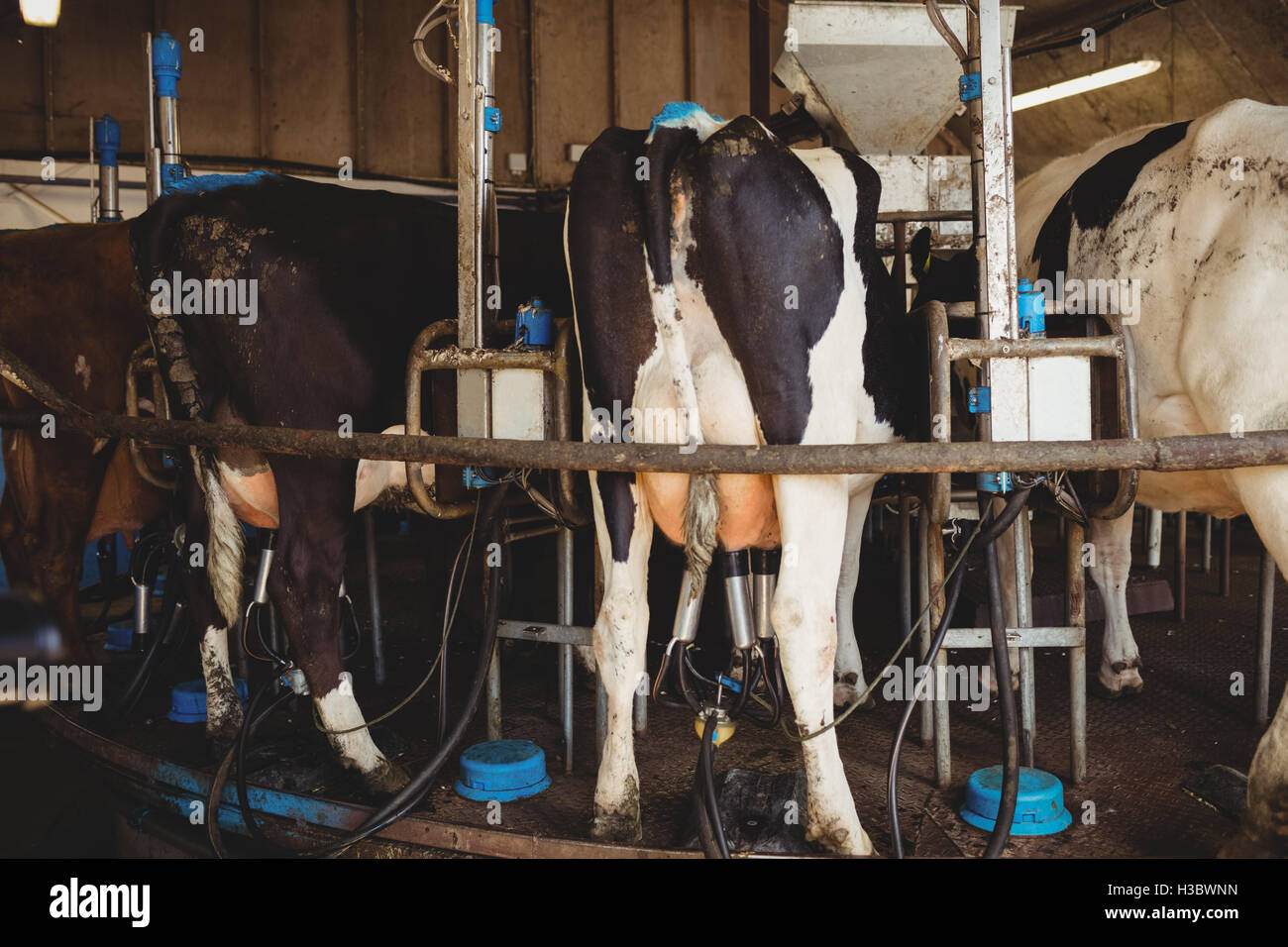 Cows being milked hi-res stock photography and images - Alamy