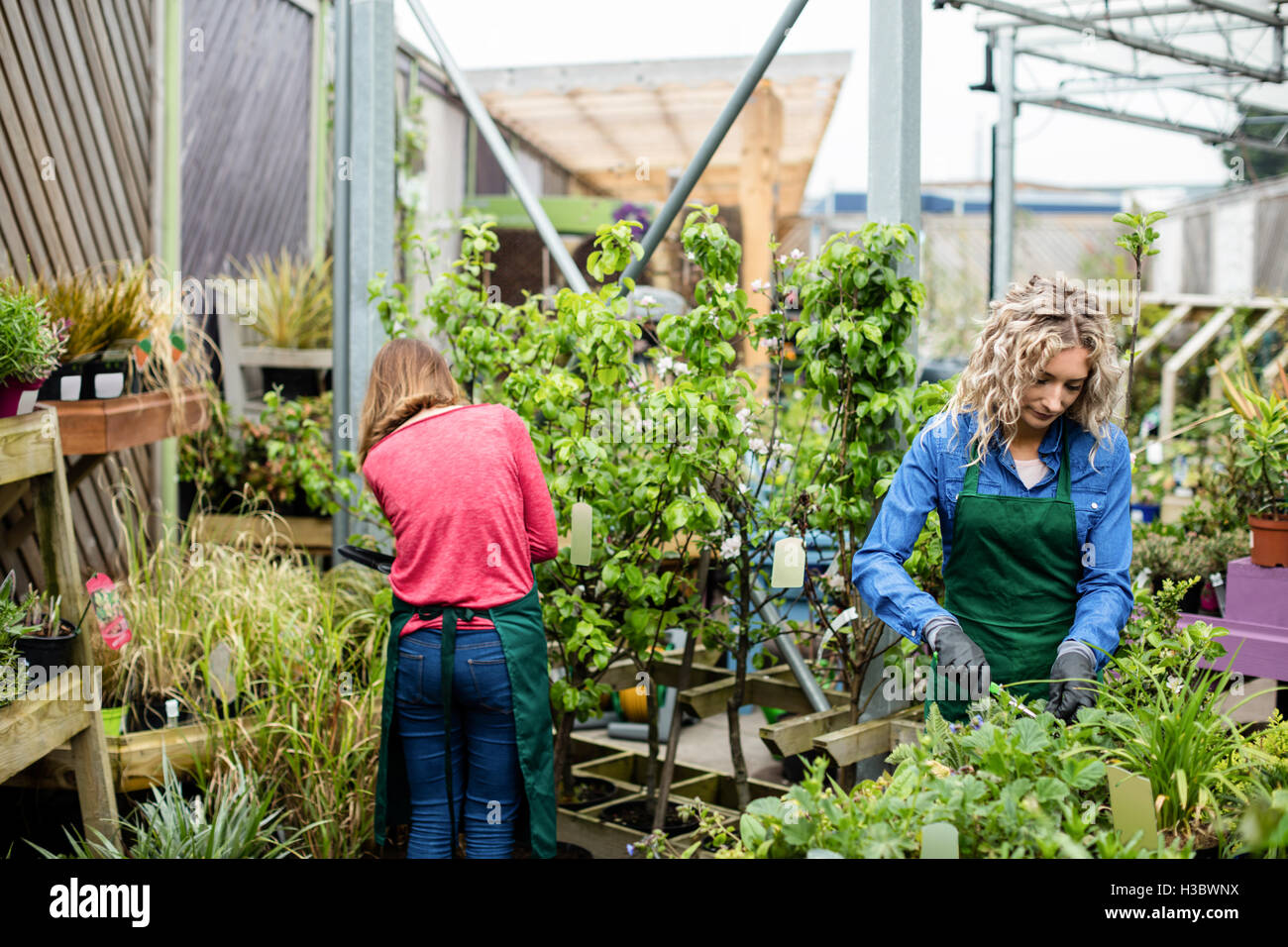 Two female florist working together Stock Photo - Alamy