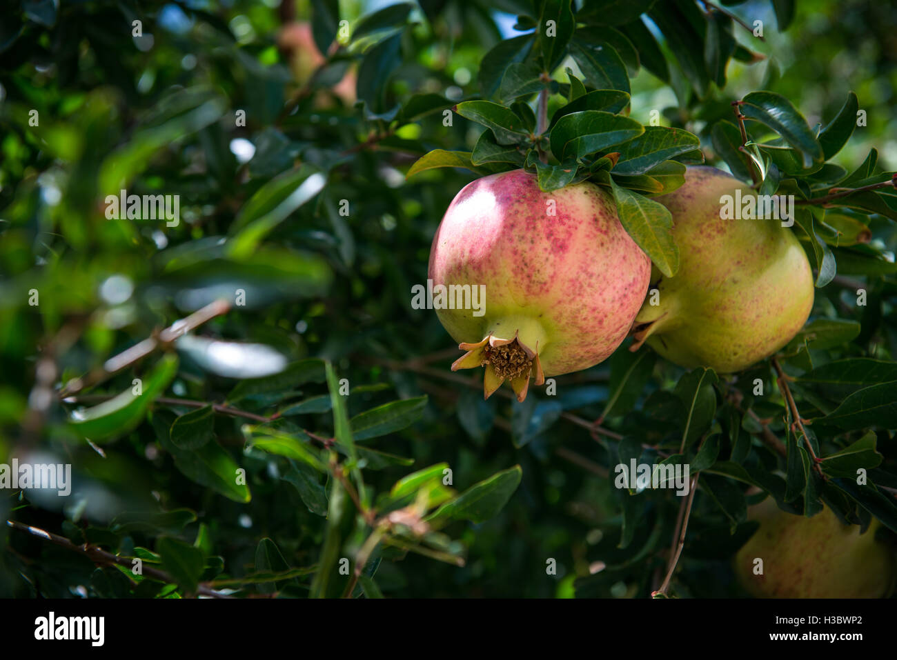 Pink pomegranate fruit on tree branch on a green background Stock Photo ...