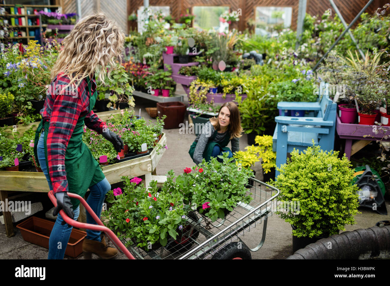 Two female florists working together Stock Photo - Alamy