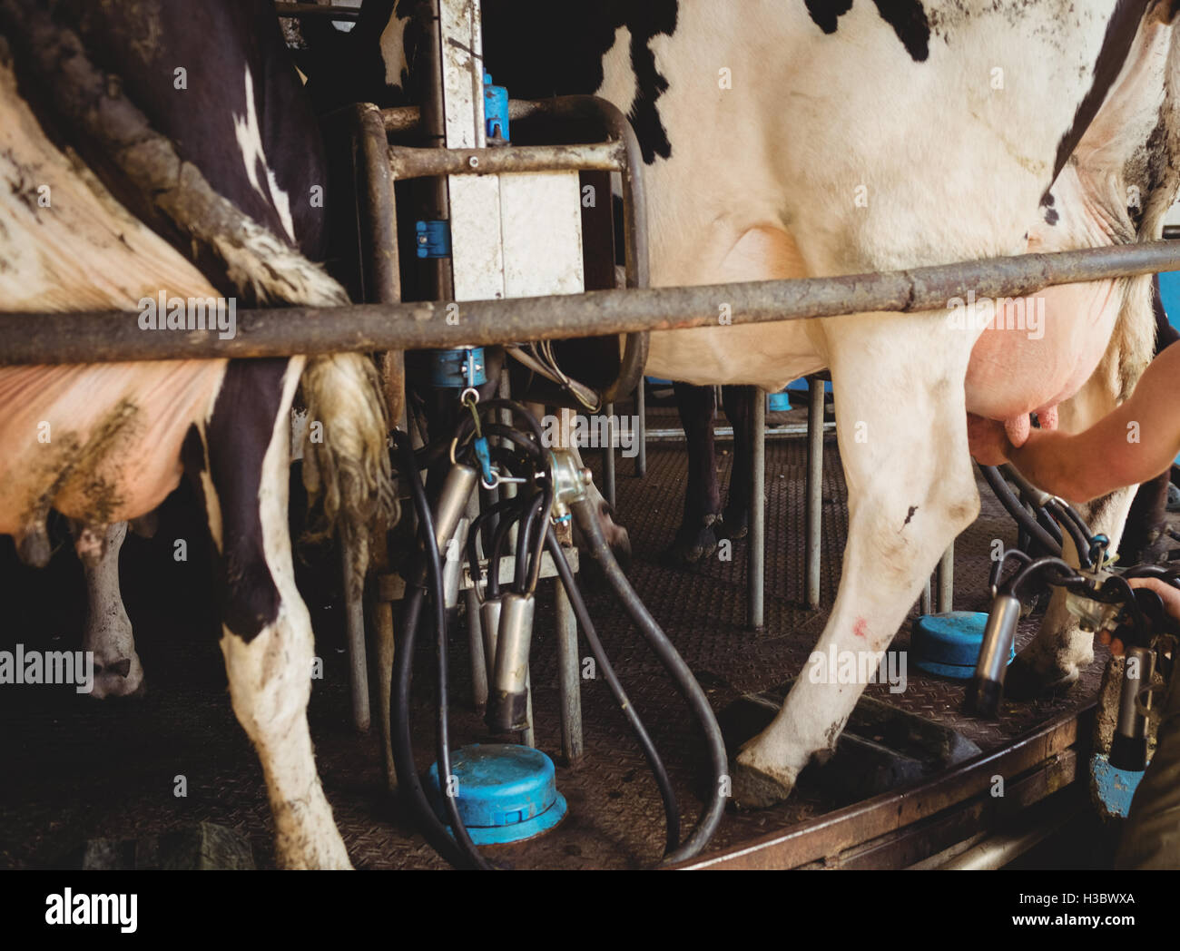 Cows being milked Stock Photo - Alamy