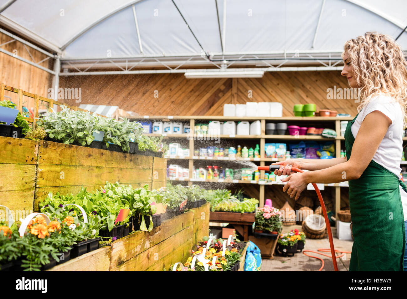 Florist spraying water on plants Stock Photo - Alamy