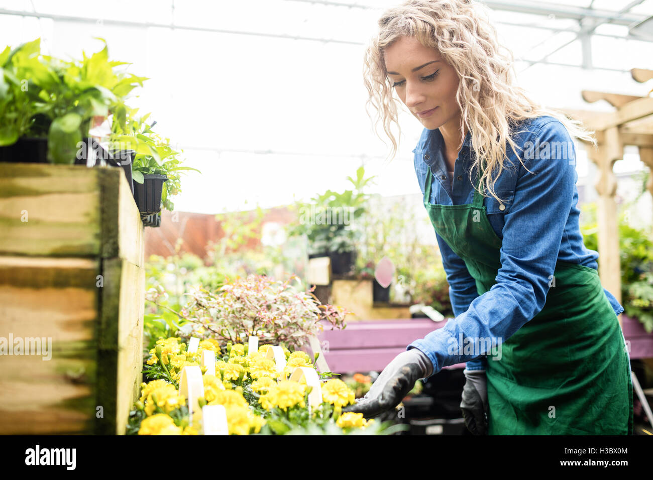 Female florist checking flower Stock Photo - Alamy