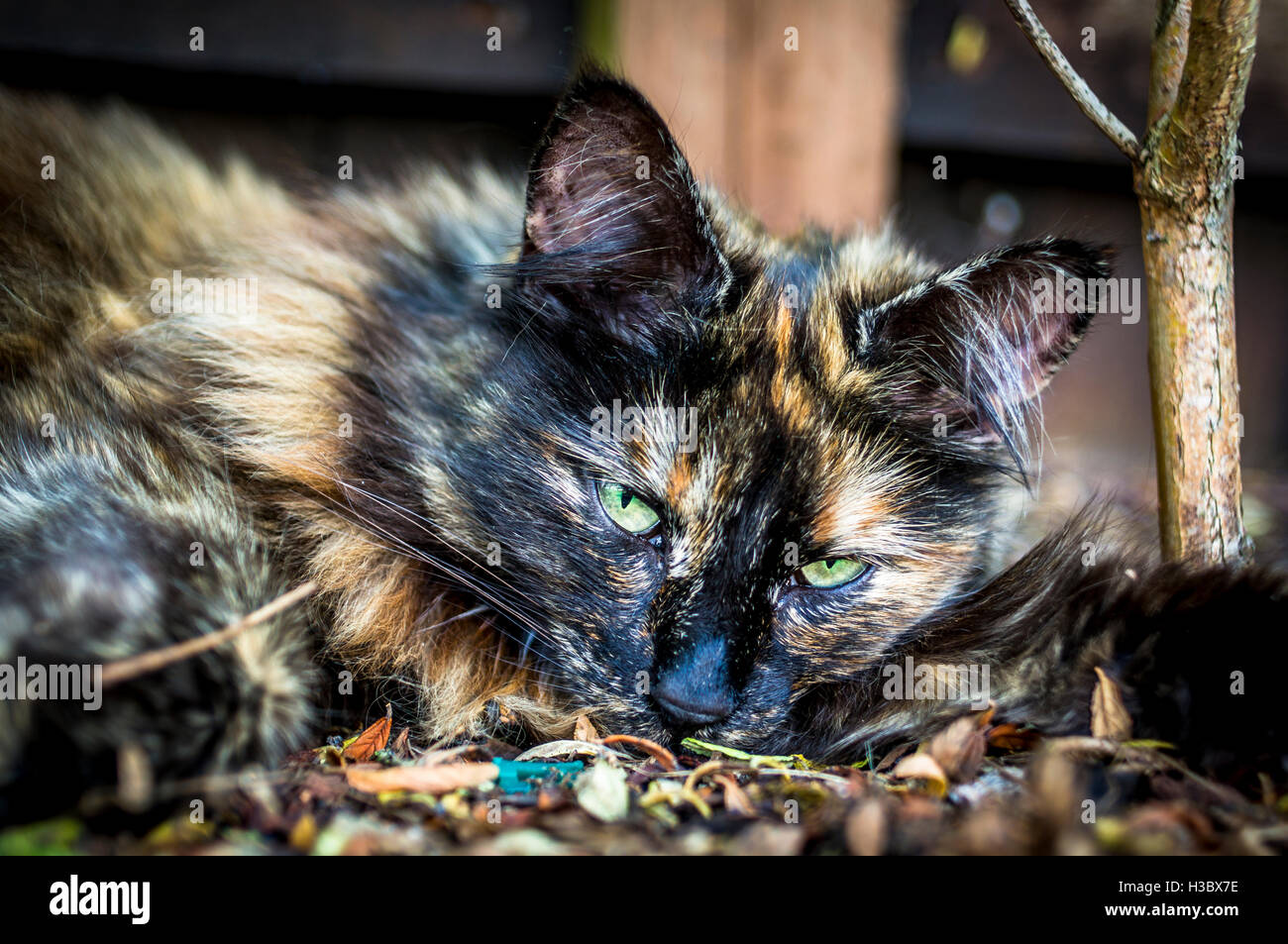 Sleepy brown hi-res stock photography and images - Alamy