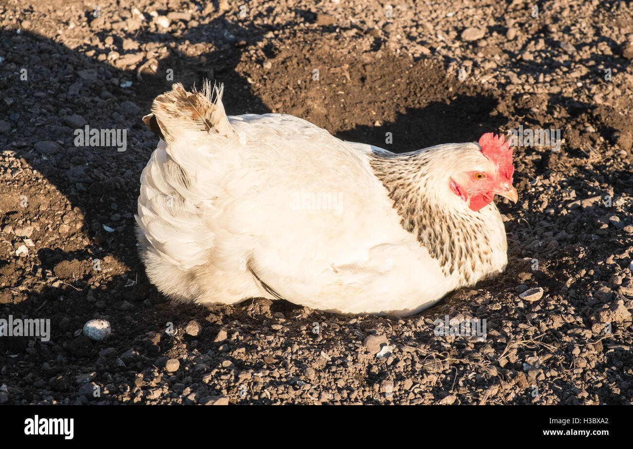 Small flock of eight free range chicken hens that roam in a fenced area ...