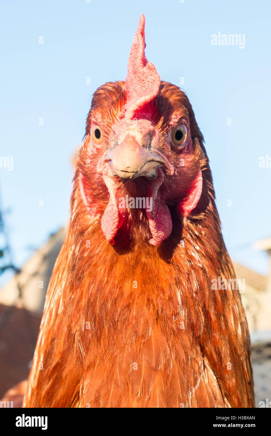Small flock of eight free range chicken hens that roam in a fenced area ...