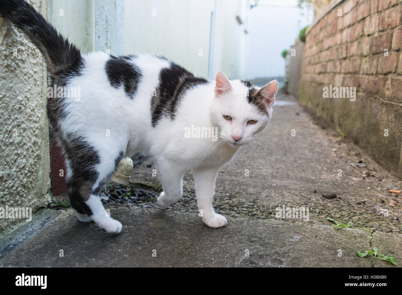 Cat Back Wales High Resolution Stock Photography and Images - Alamy