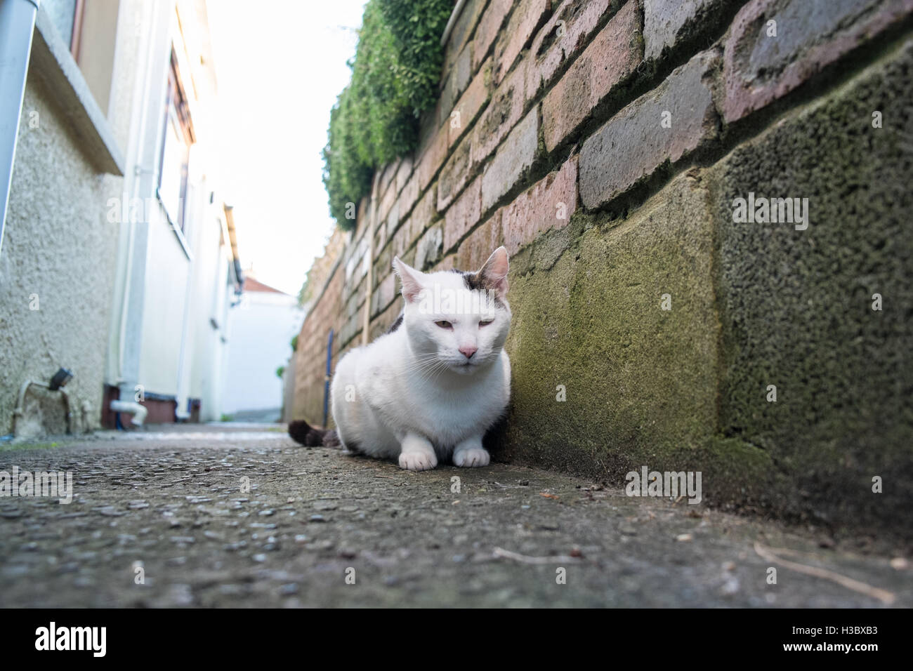 Cat Back Wales High Resolution Stock Photography and Images - Alamy