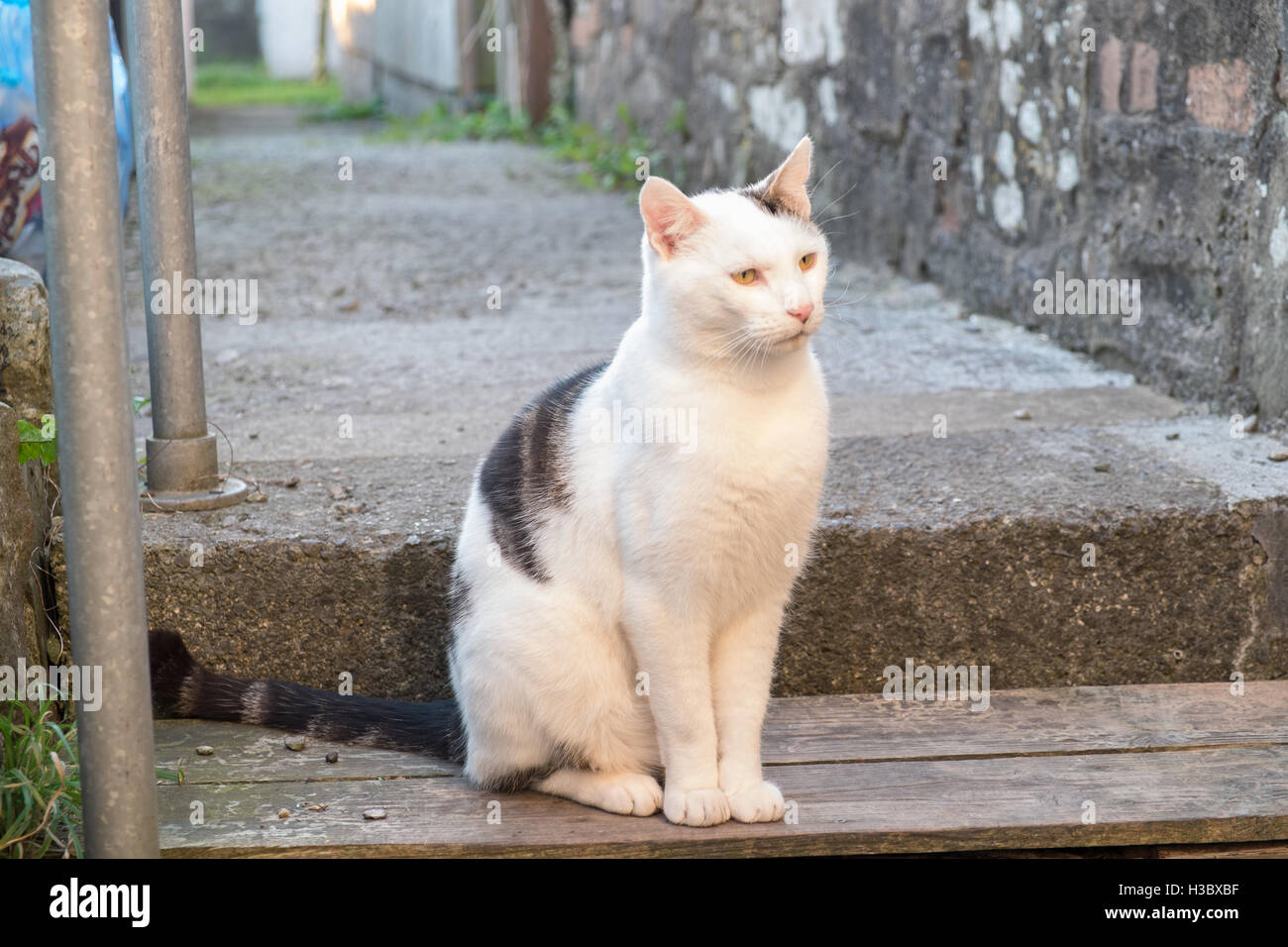 Cat back wales hi-res stock photography and images - Alamy