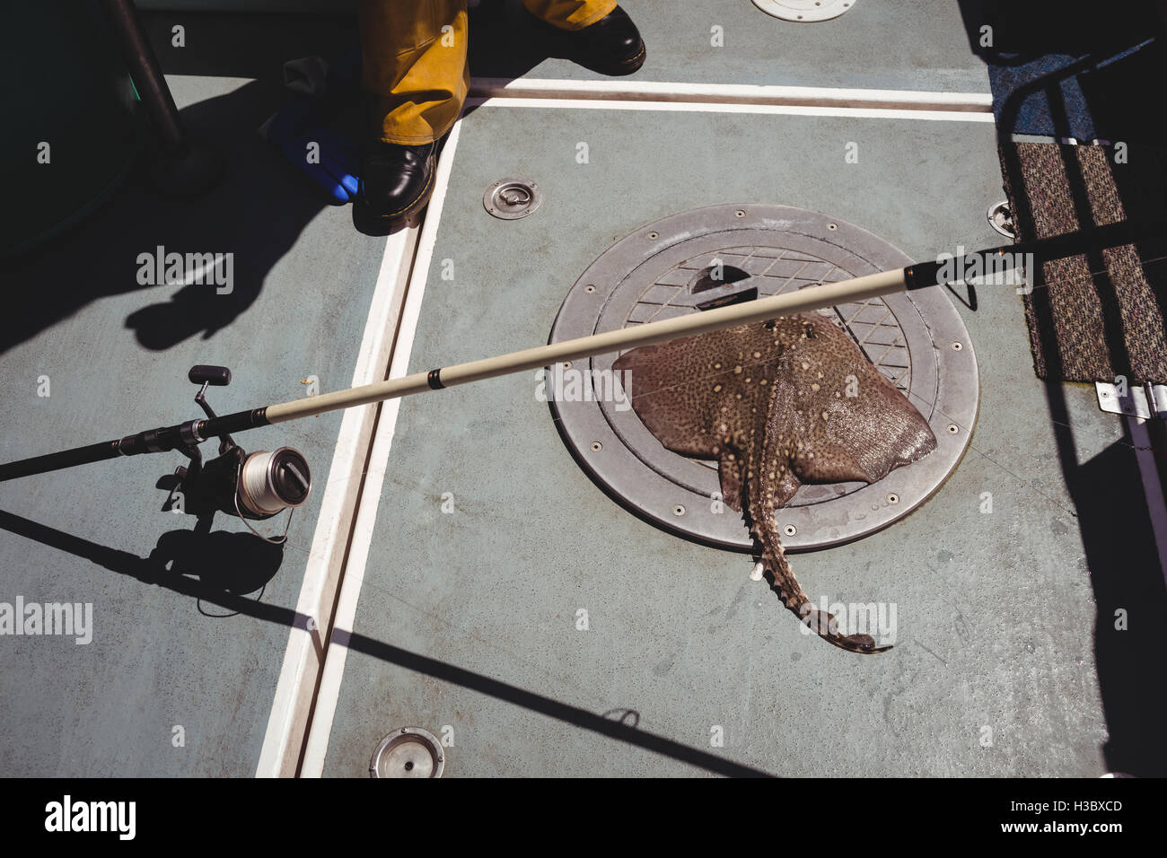 Ray fish caught in the fishing rod Stock Photo - Alamy