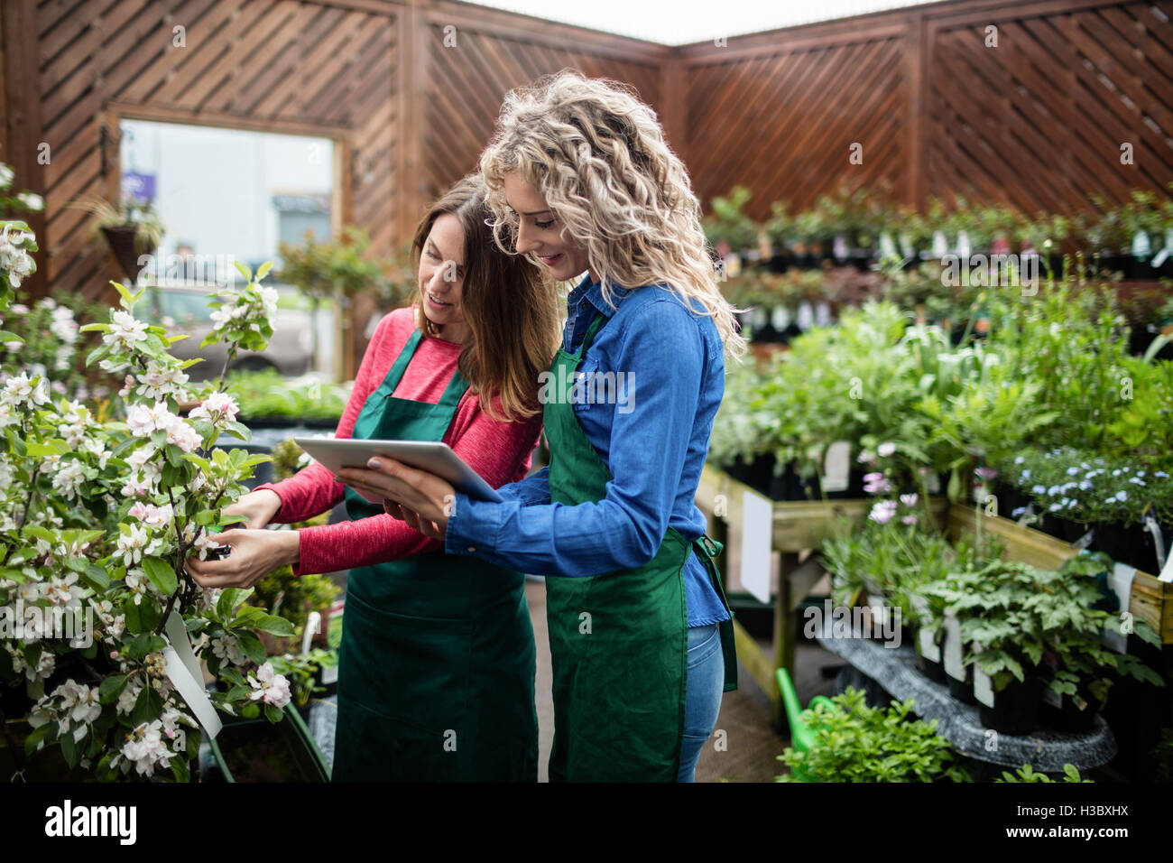 Two female florist using digital tablet while checking plants Stock ...