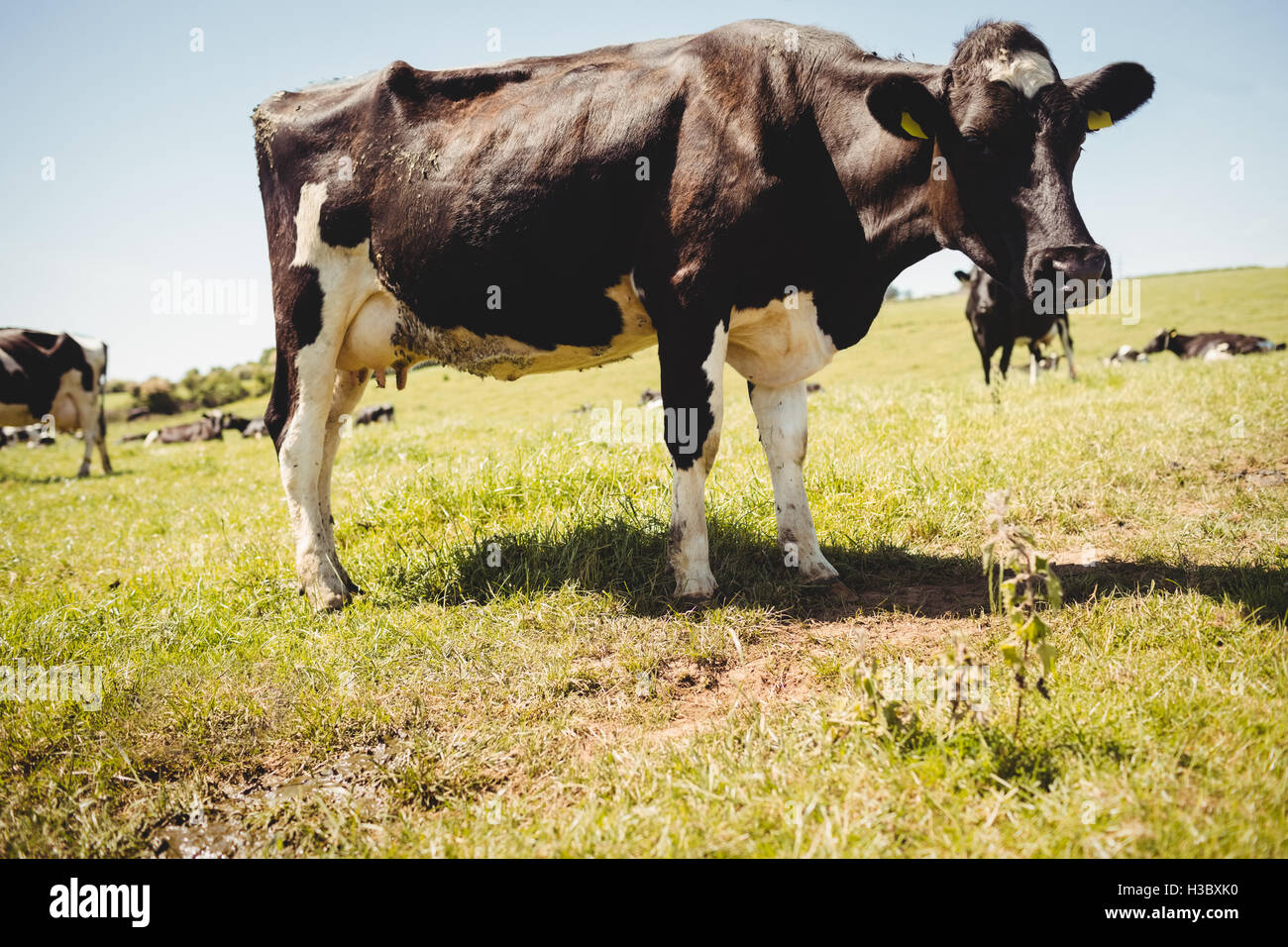 Cow standing on the grassy field Stock Photo - Alamy