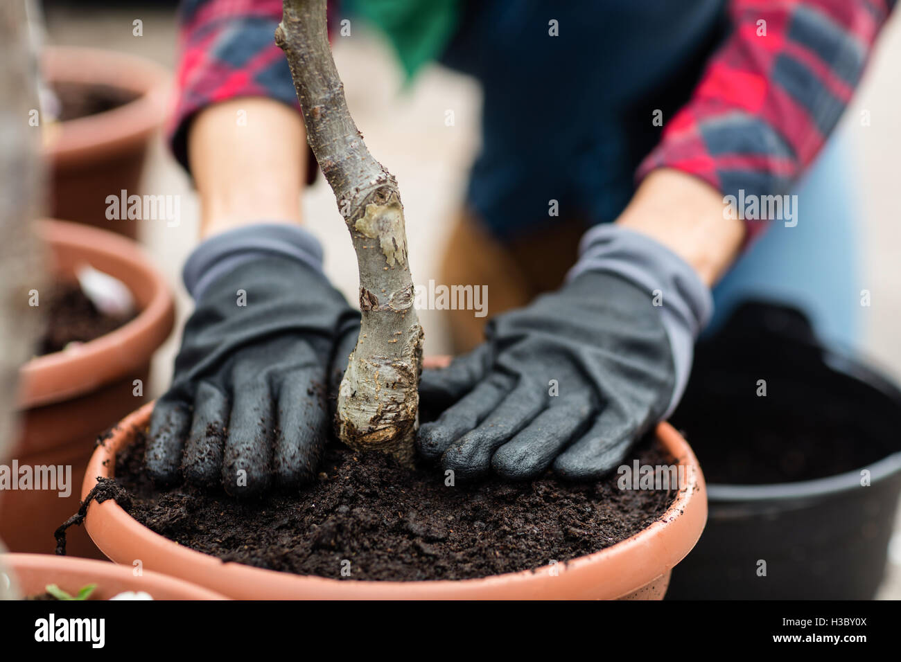 Female gardener potting plant Stock Photo - Alamy