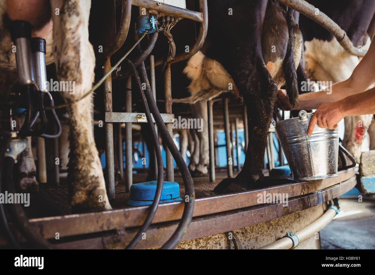 Man milking hi-res stock photography and images - Alamy