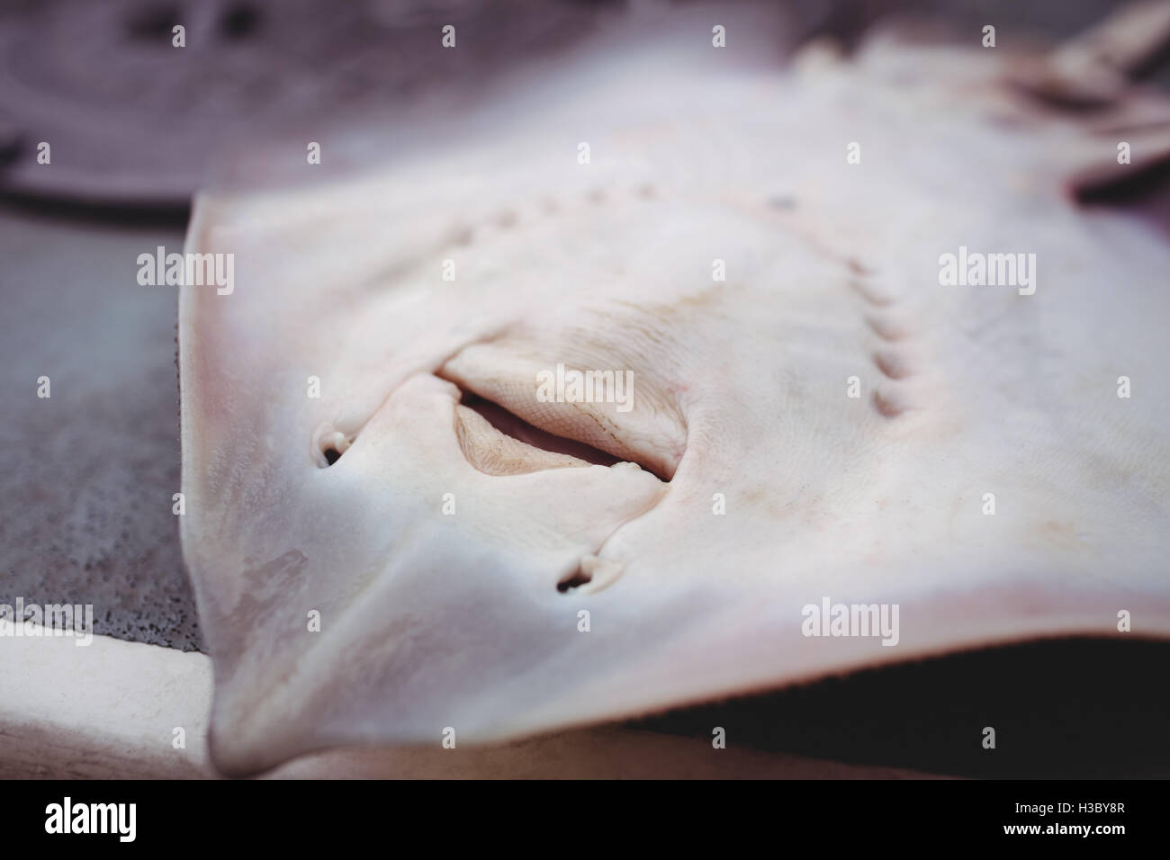 Close-up of ray fish Stock Photo - Alamy