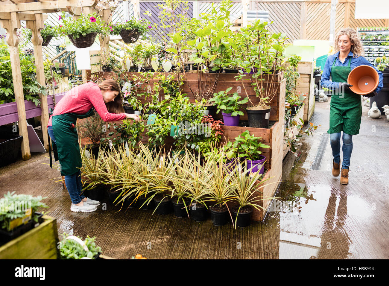 Two female florists working together Stock Photo - Alamy