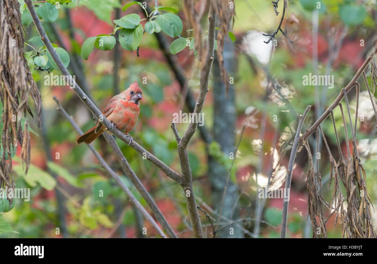 Male robin in the woods Stock Photo - Alamy