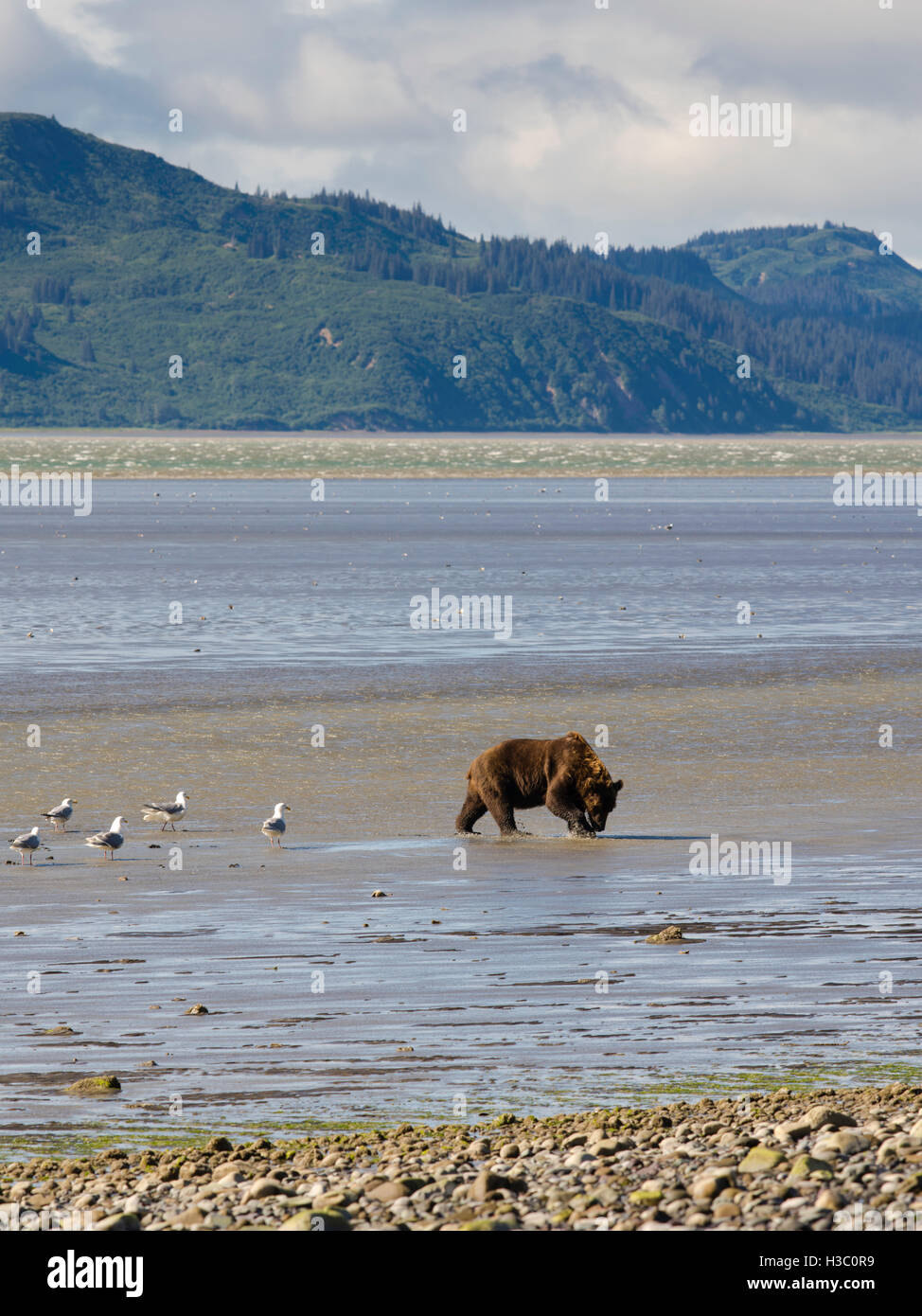 An Alaska coastal brown bear digs for clams in the tidal flat of ...