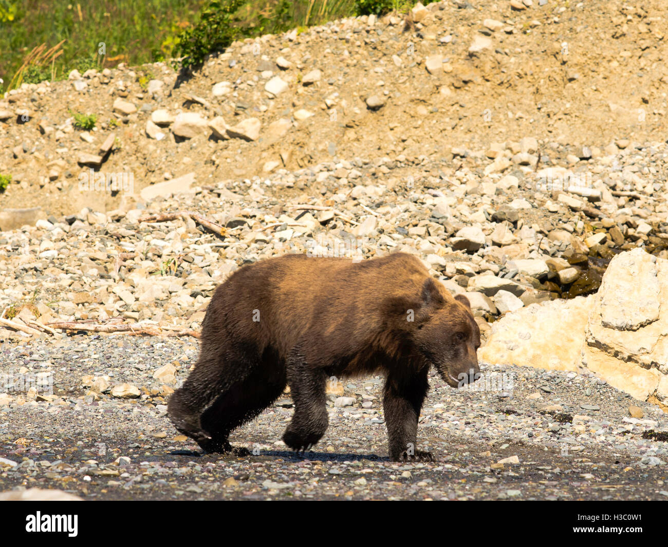 An Alaska coastal brown bear runs across the rocks on the shore of ...