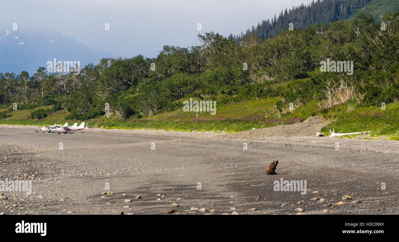 An Alaska coastal brown bear sits on the shore of Chinitna Bay, Lake ...