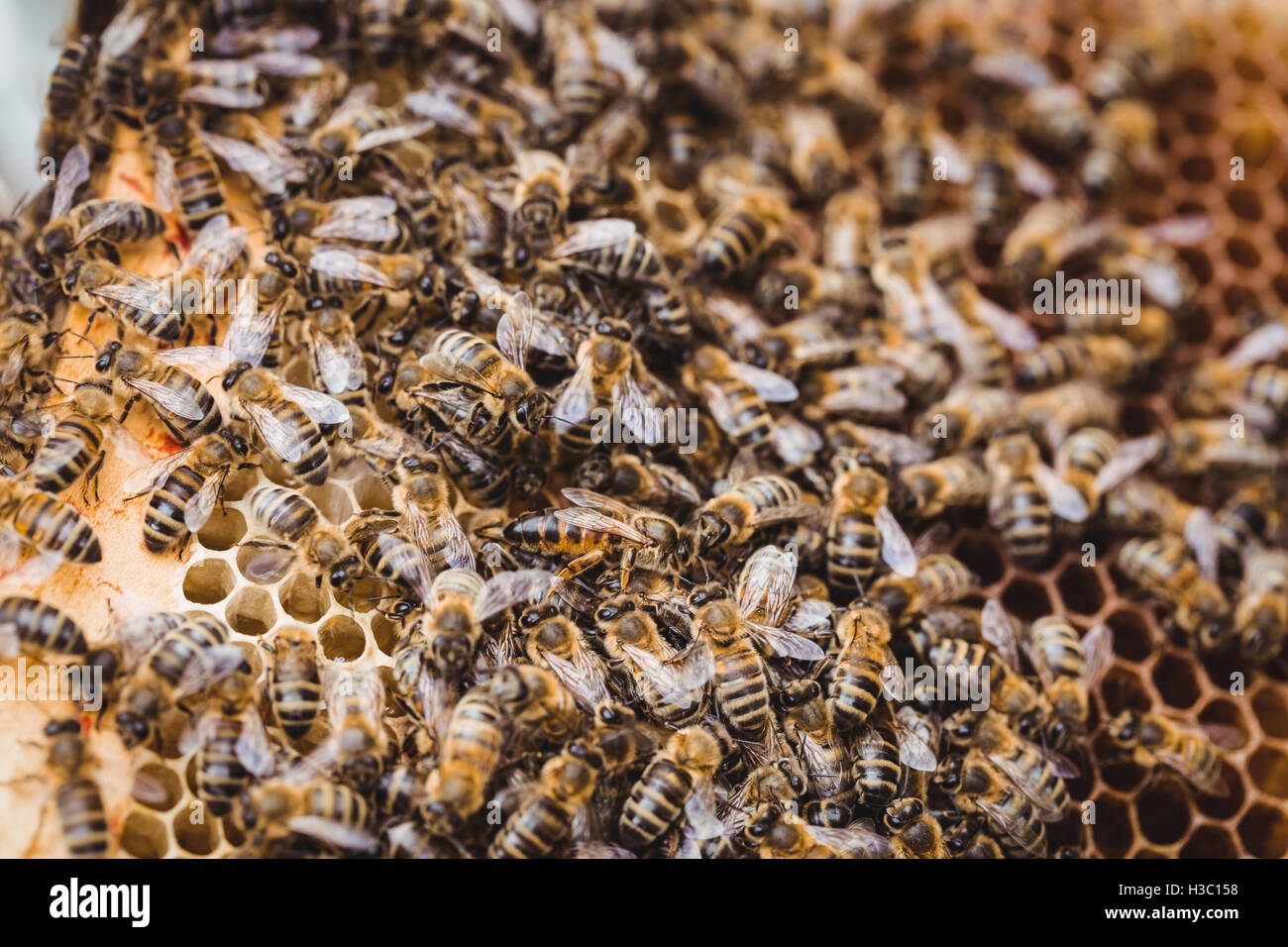 Bee frame with bees hi-res stock photography and images - Alamy