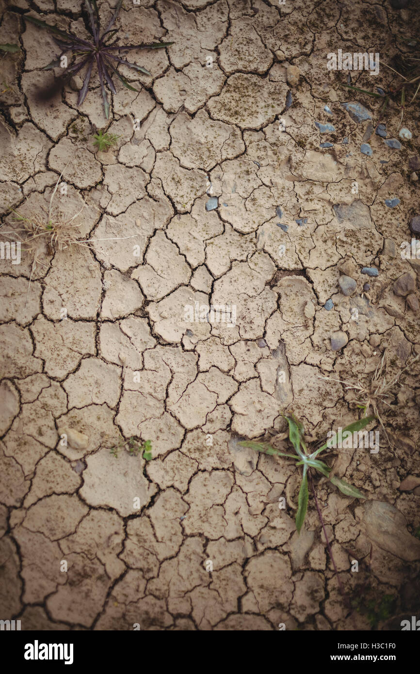 Close-up of dry field Stock Photo - Alamy