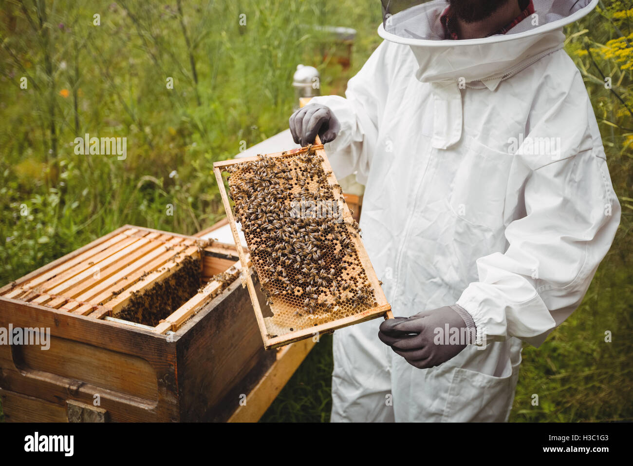 Beekeeper holding examining beehive hi-res stock photography and images ...