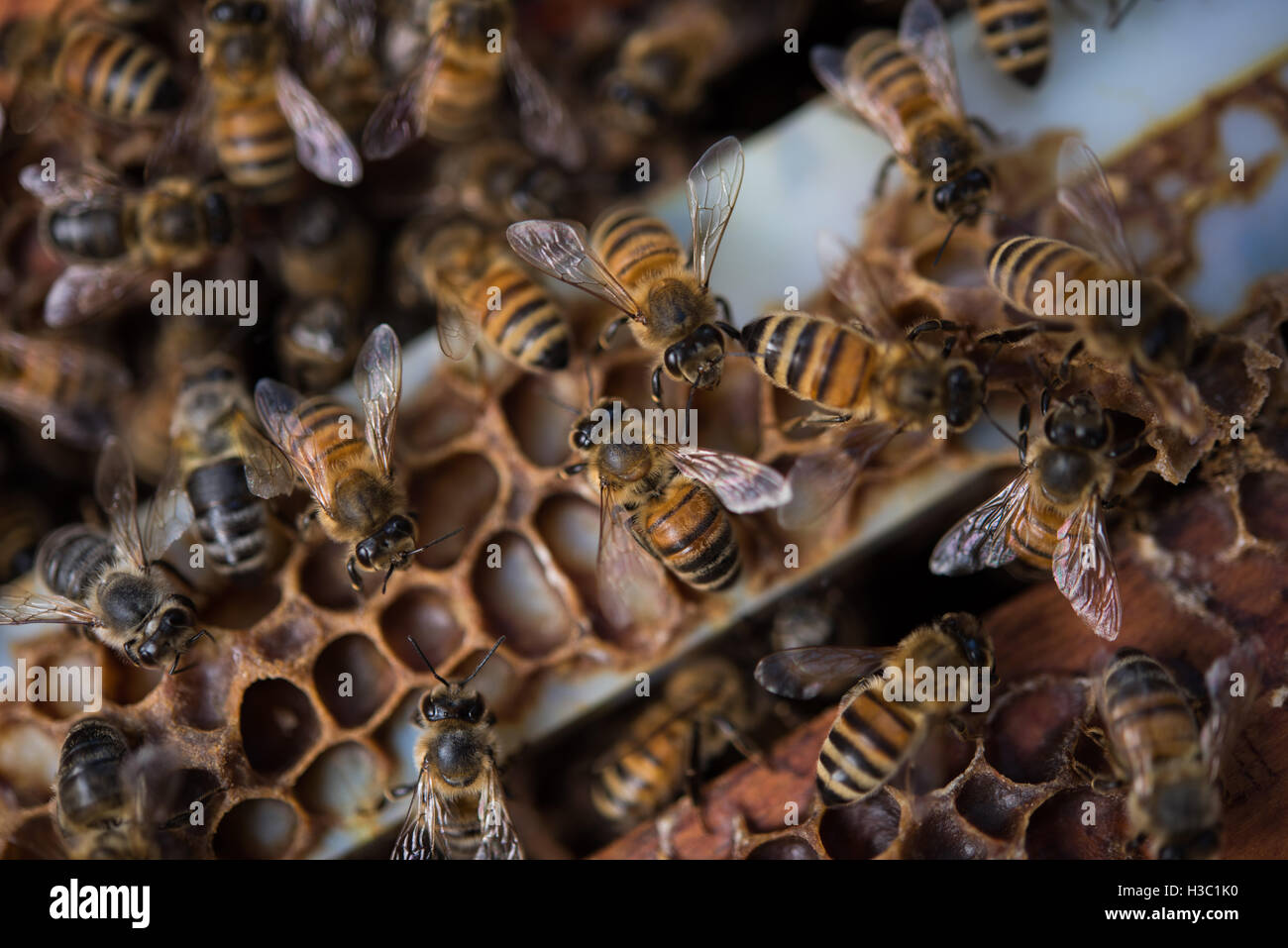 Frame of honeycomb hi-res stock photography and images - Alamy