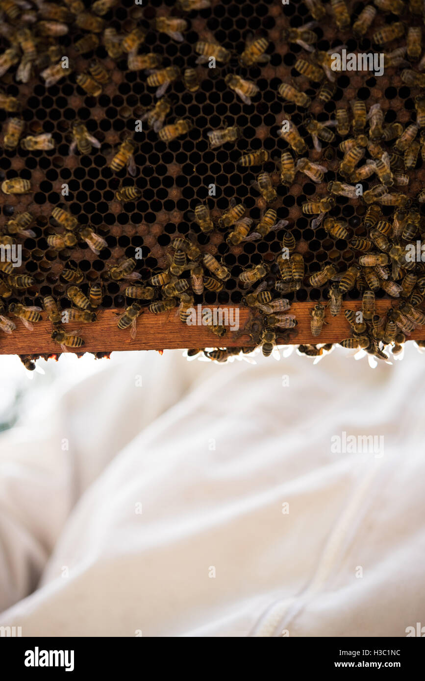 Bees on honey comb Stock Photo - Alamy