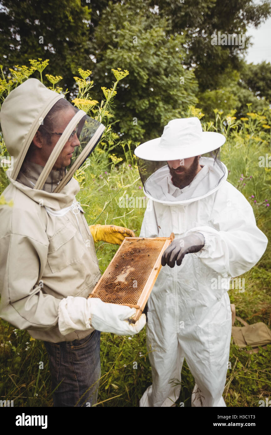 Beekeepers holding and examining beehive Stock Photo - Alamy
