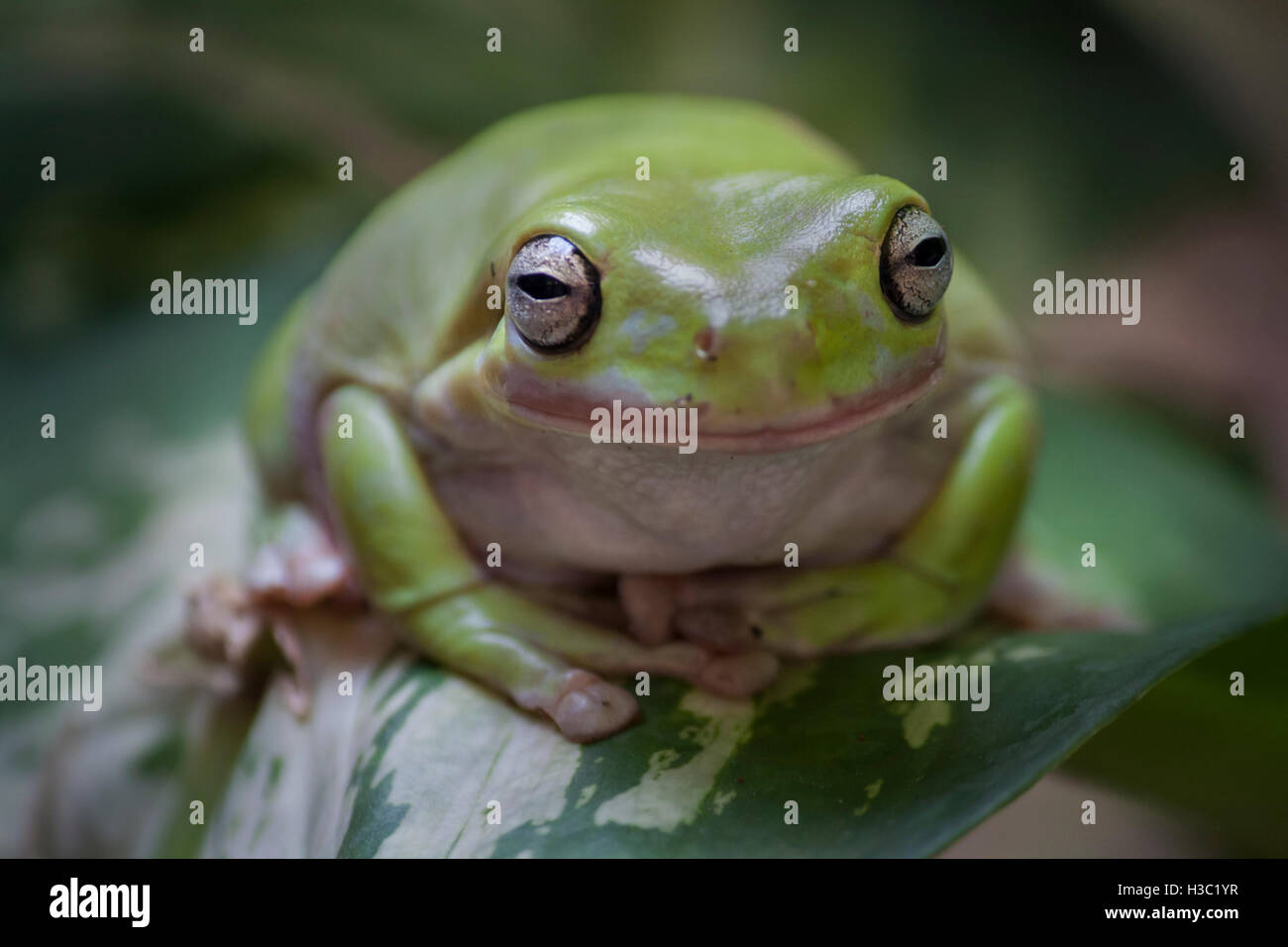 A smiling frog stand on a leave Stock Photo - Alamy