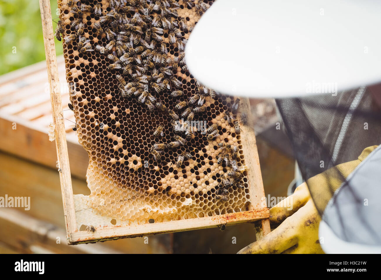 Beekeeper holding and examining beehive Stock Photo - Alamy