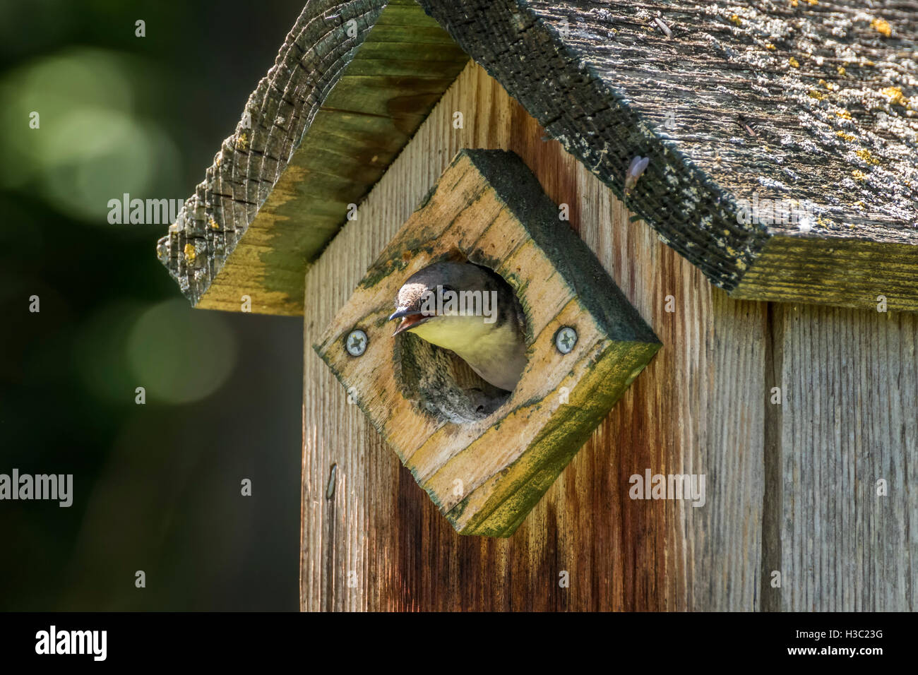 A real cuckoo clock Stock Photo - Alamy