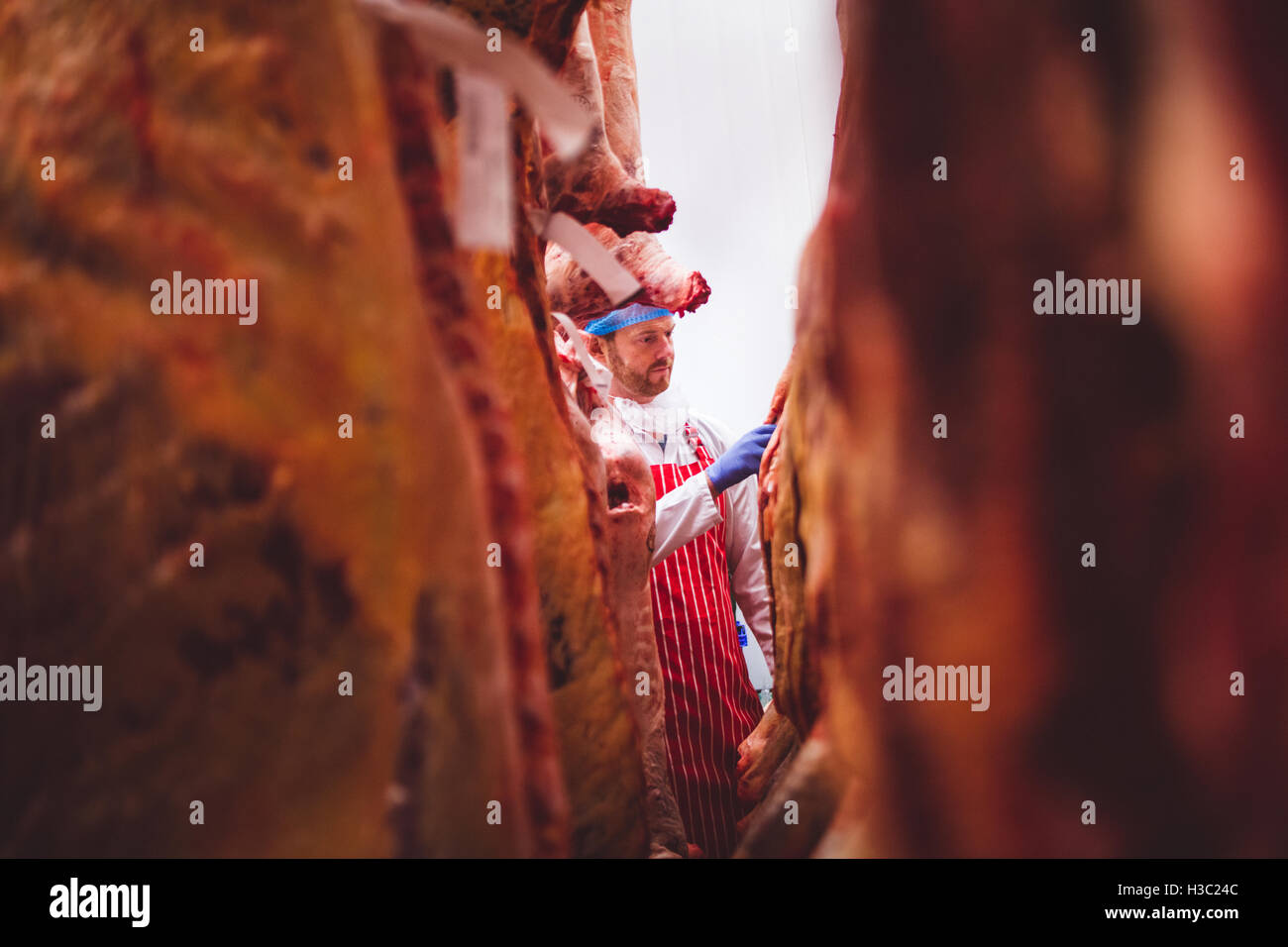 Inspecting pork hi-res stock photography and images - Alamy