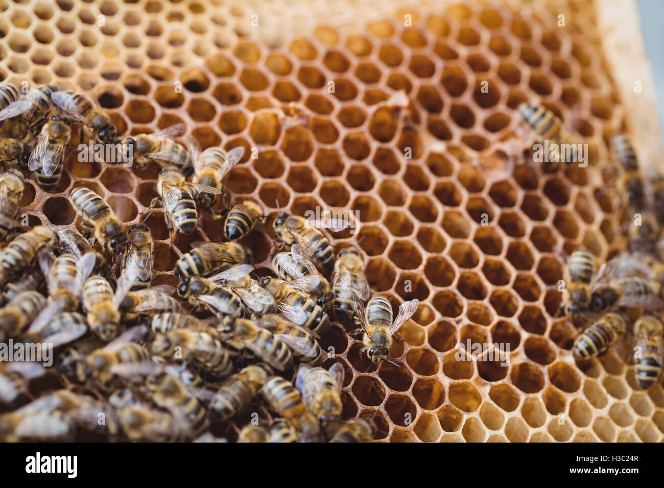 Honey bee frame covered with bees Stock Photo - Alamy