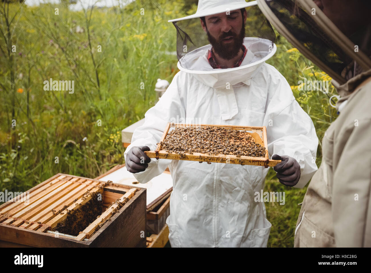 Beekeepers holding and examining beehive Stock Photo - Alamy