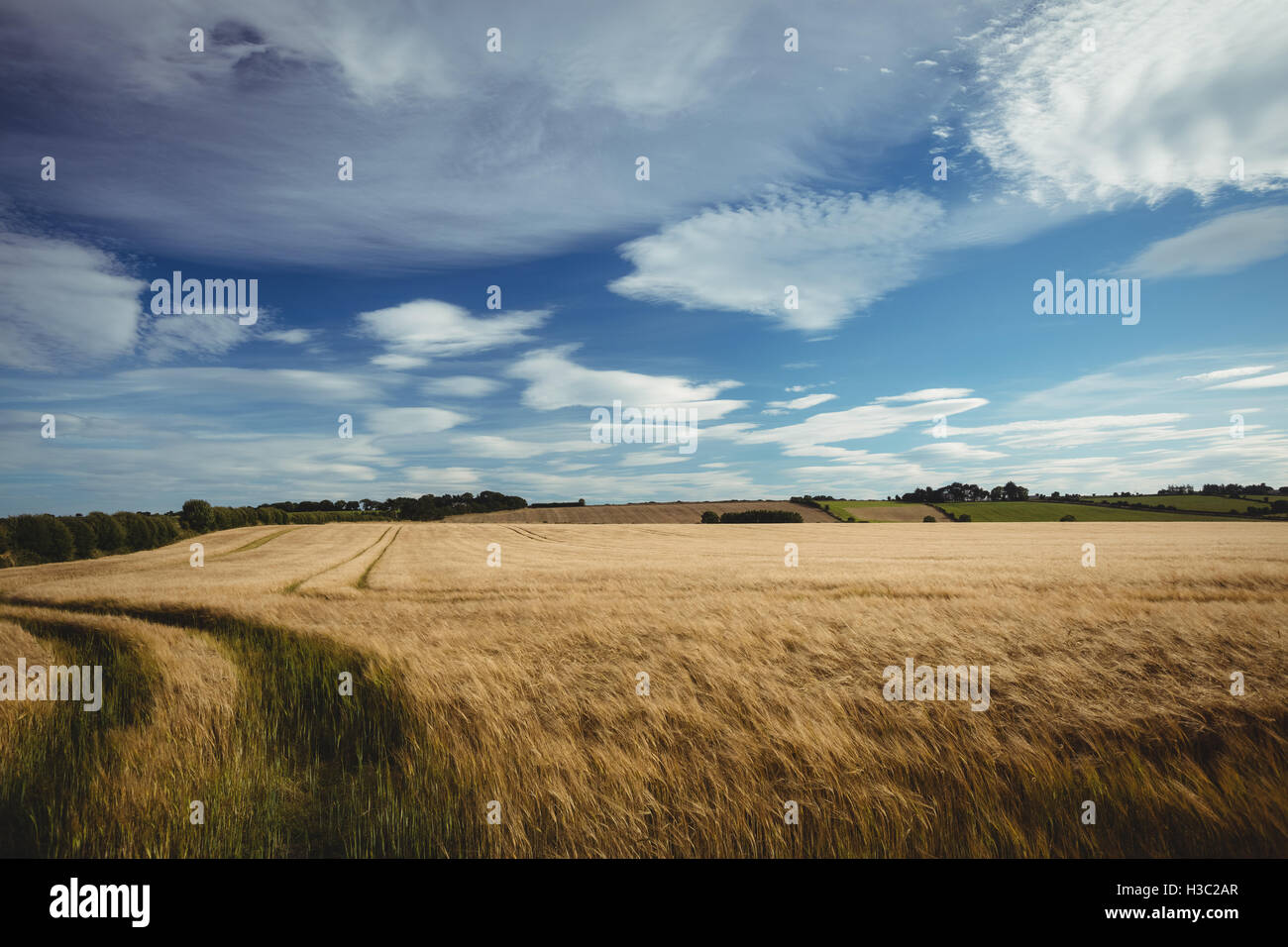View of field and sky Stock Photo - Alamy