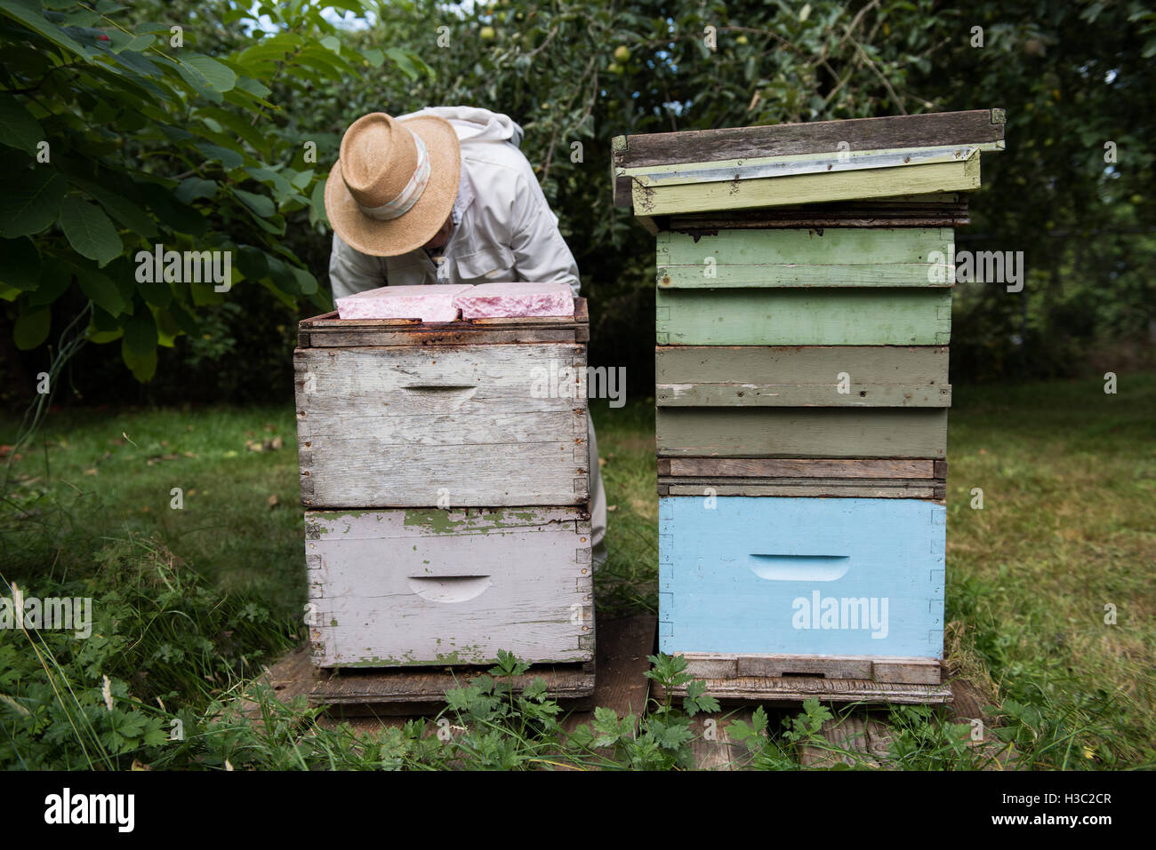 Beekeeper working in apiary garden Stock Photo - Alamy
