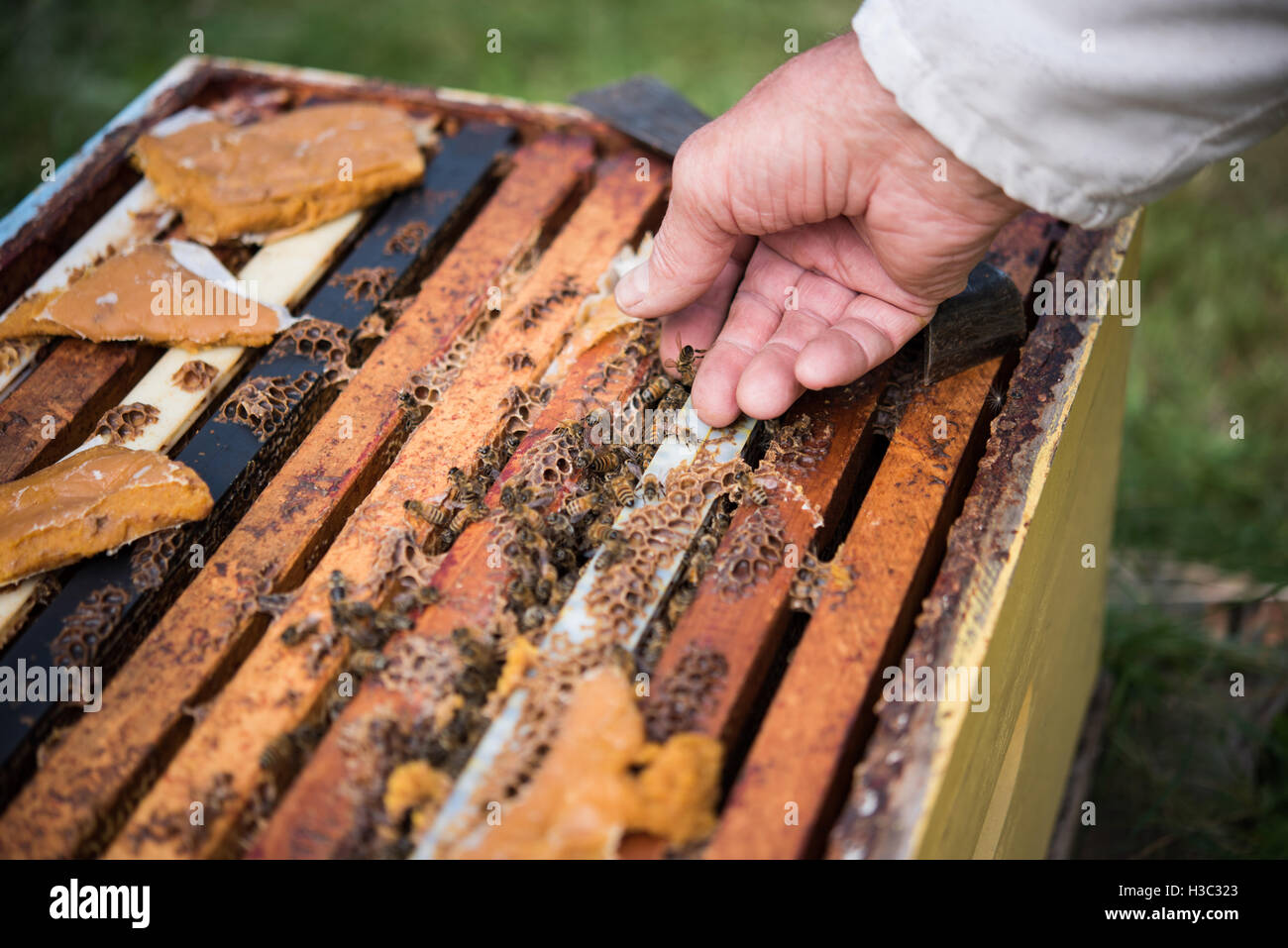 Honey bee bumblebee hand hi-res stock photography and images - Alamy