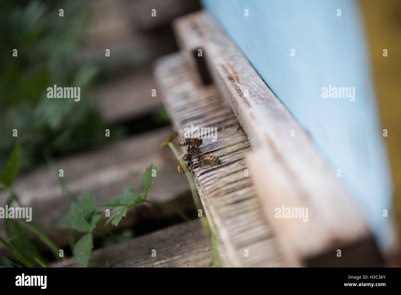 Honeybee wooden box hi-res stock photography and images - Alamy