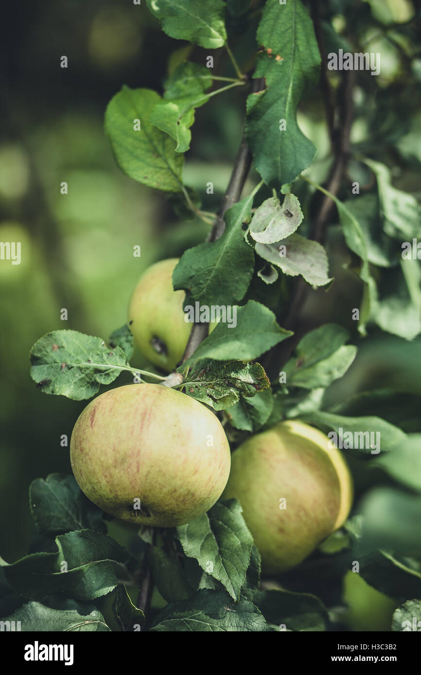 bulk apples on an apple tree in the garden Stock Photo - Alamy