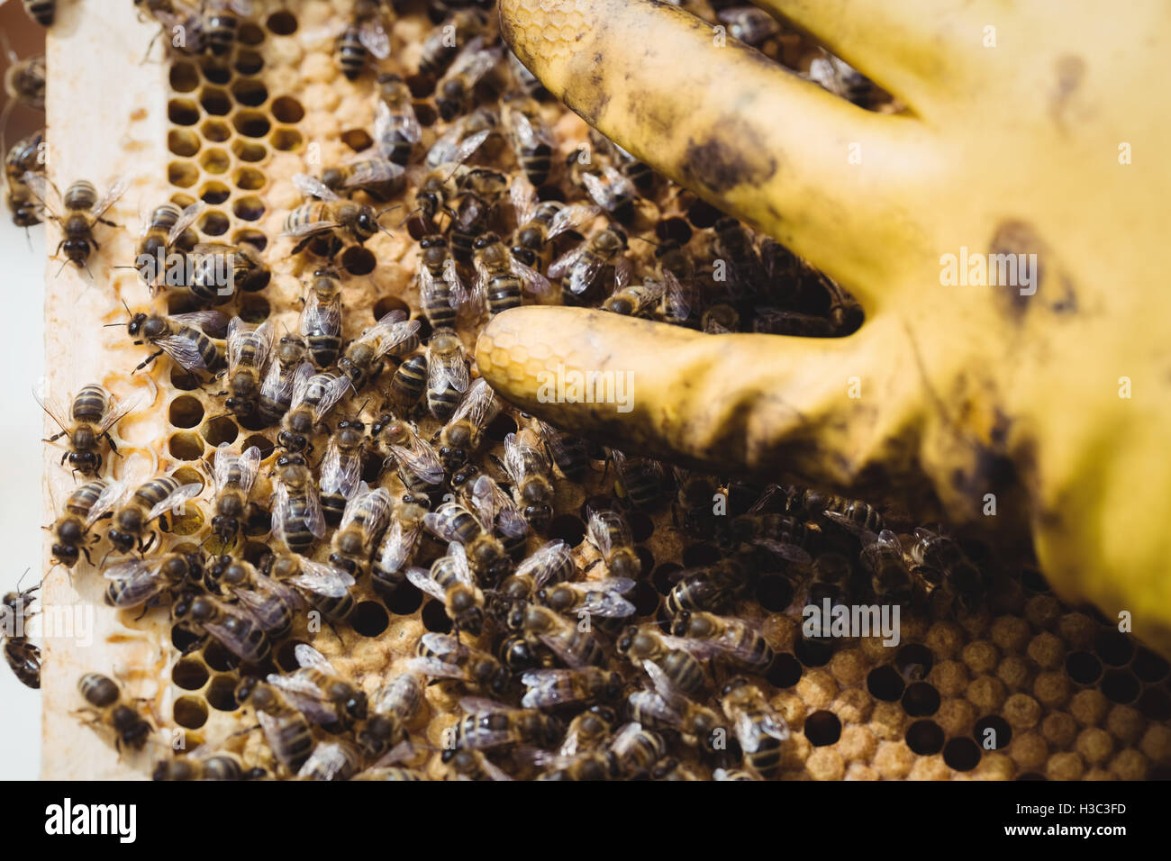 Hand pollination hi-res stock photography and images - Alamy