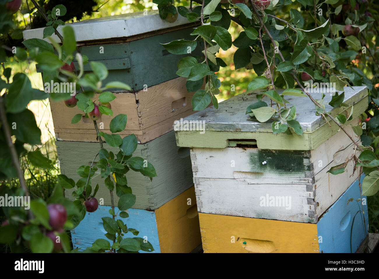 Bee hive in apiary garden Stock Photo - Alamy