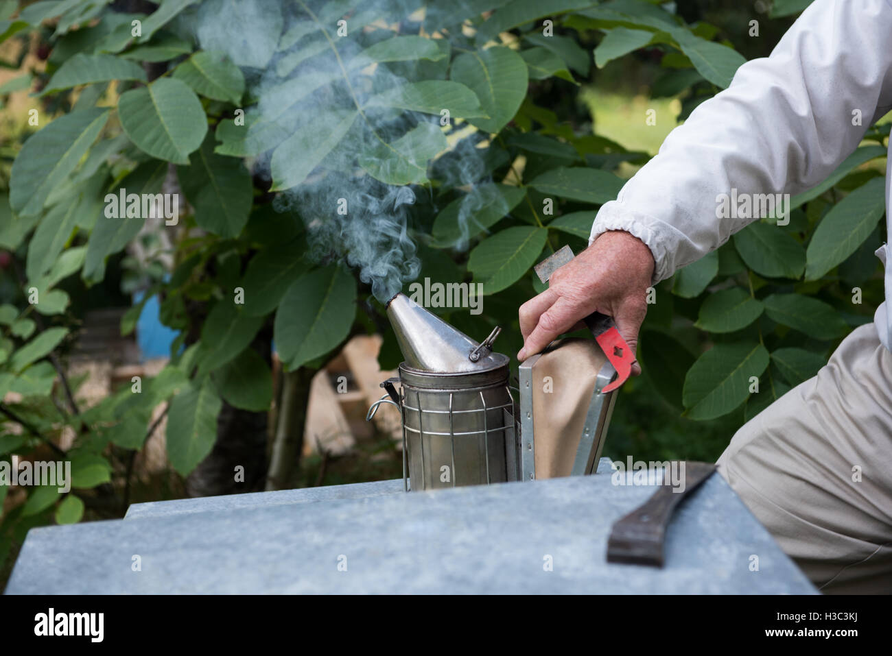 Beekeepers smoking the bees away from hive in apiary garden Stock Photo ...