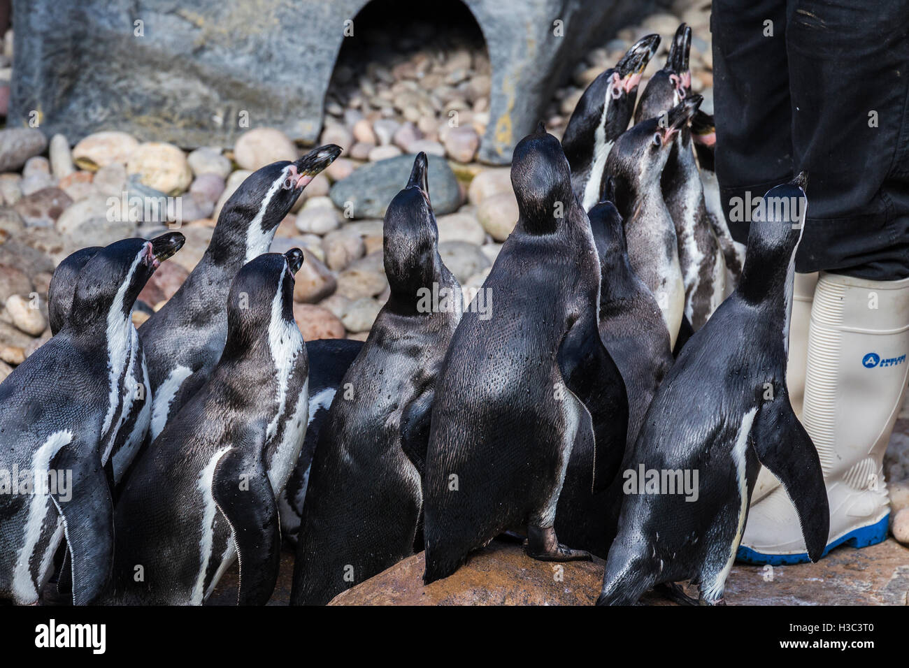 Humboldt Penguins also known as Peruvian Penguins at Feeding Time Stock ...