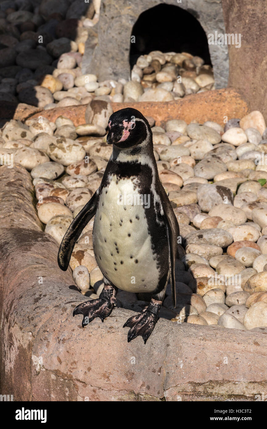 Humboldt Penguin also known as Peruvian Penguin Stock Photo - Alamy