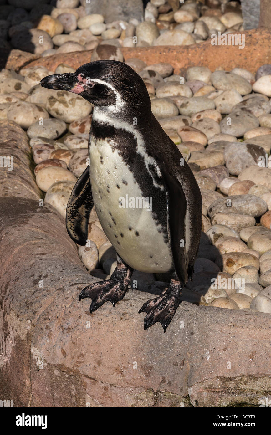 Humboldt Penguin also known as Peruvian Penguin Stock Photo - Alamy